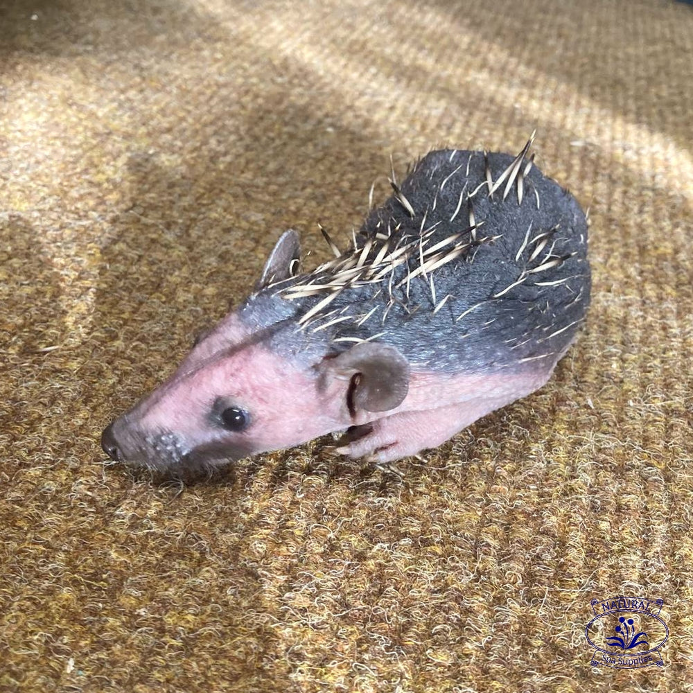 How Hedgehogs Developed our Hair and Beard Growth Oil - Natural Spa ...