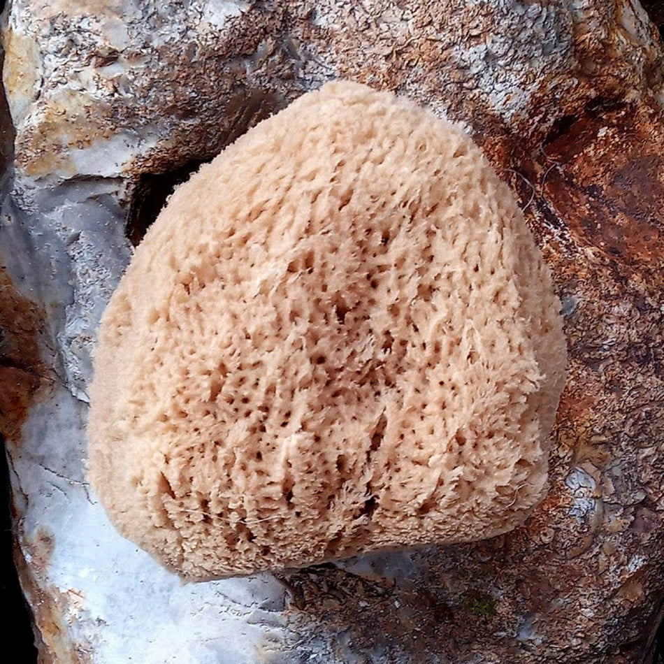 Bath Sponges - Natural Spa Supplies